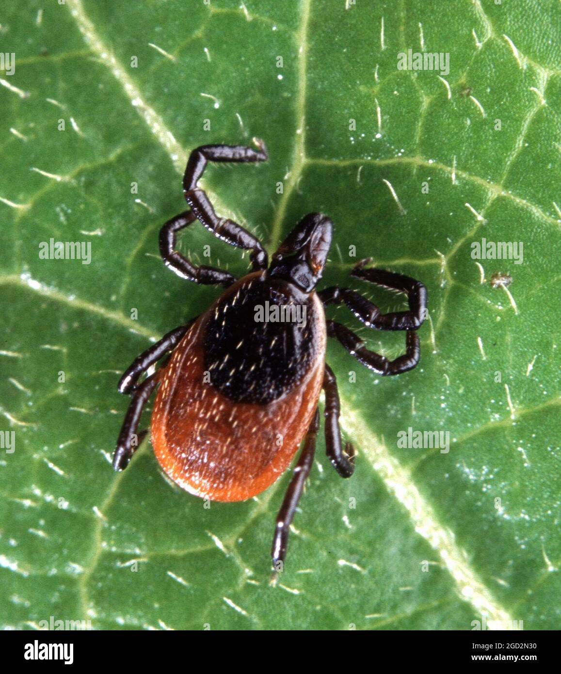 Close up of an adult deer tick, Ixodes scapularis Stock Photo - Alamy