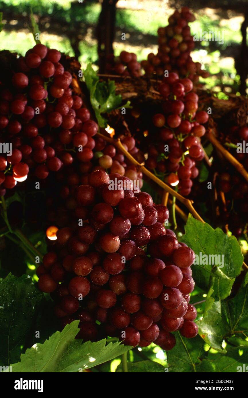 ‘flame seedless’ grape hi-res stock photography and images - Alamy