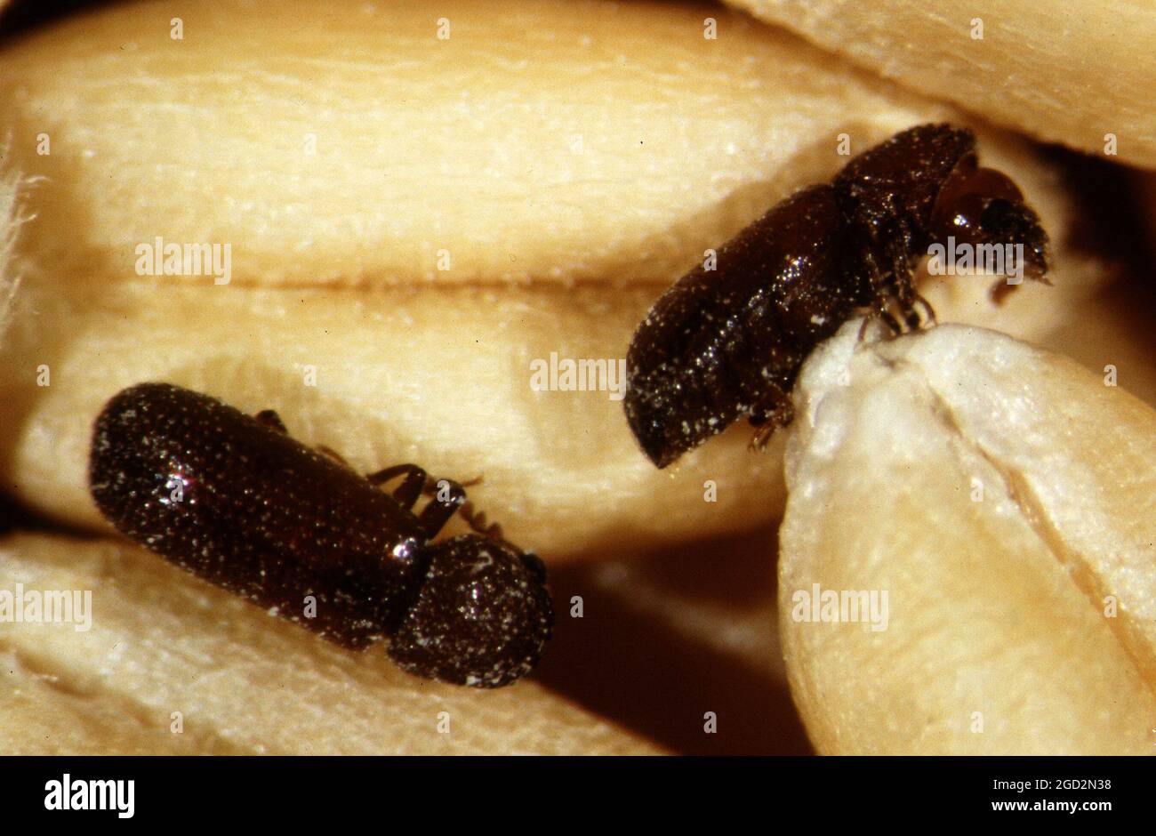 Grain borer hi-res stock photography and images - Alamy