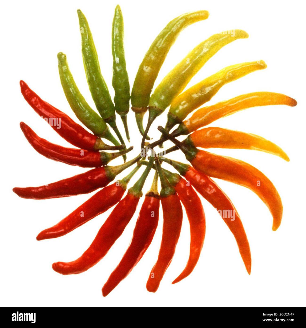 Charleston Hot peppers at varying stages of maturity Stock Photo - Alamy