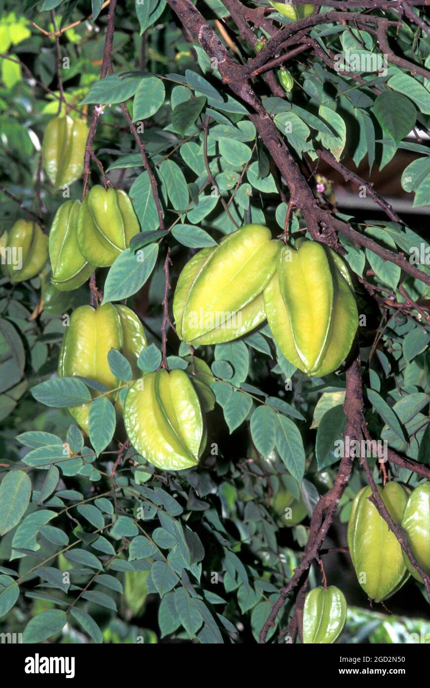 Carambolas averrhoa carambola hi-res stock photography and images - Alamy