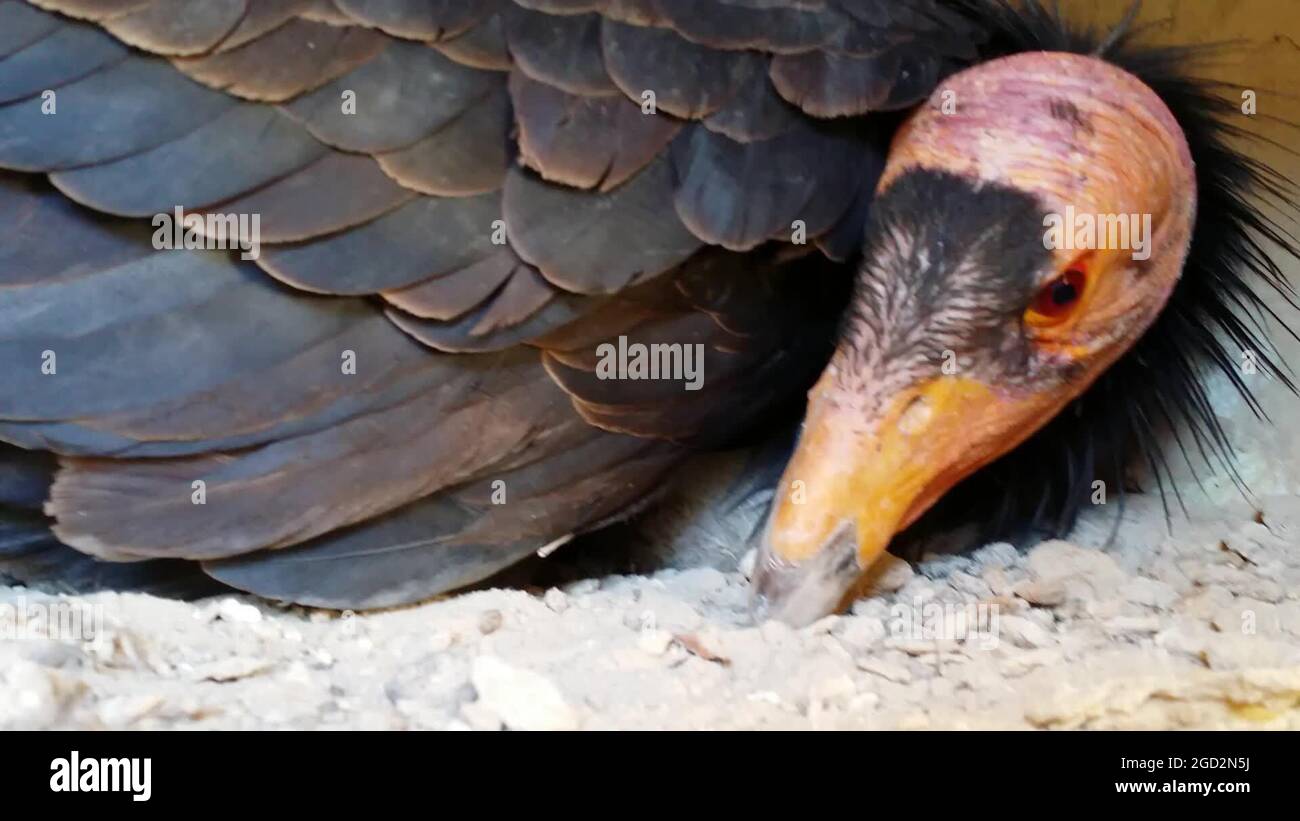 Condor nest hi-res stock photography and images - Alamy