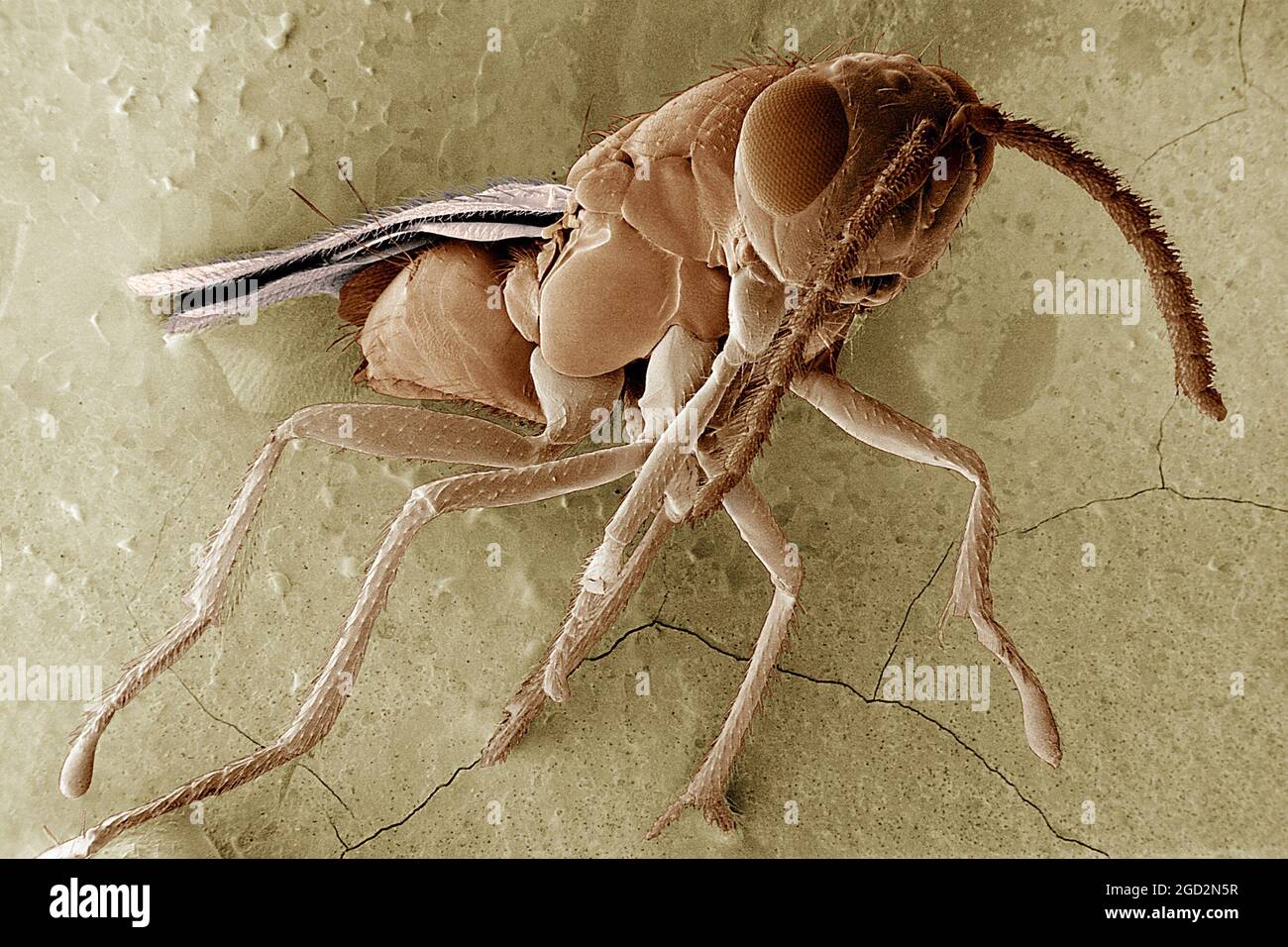 Male of Tachinaephagus zealandicus ASHMEAD (Hymenoptera Encyrtidae ...