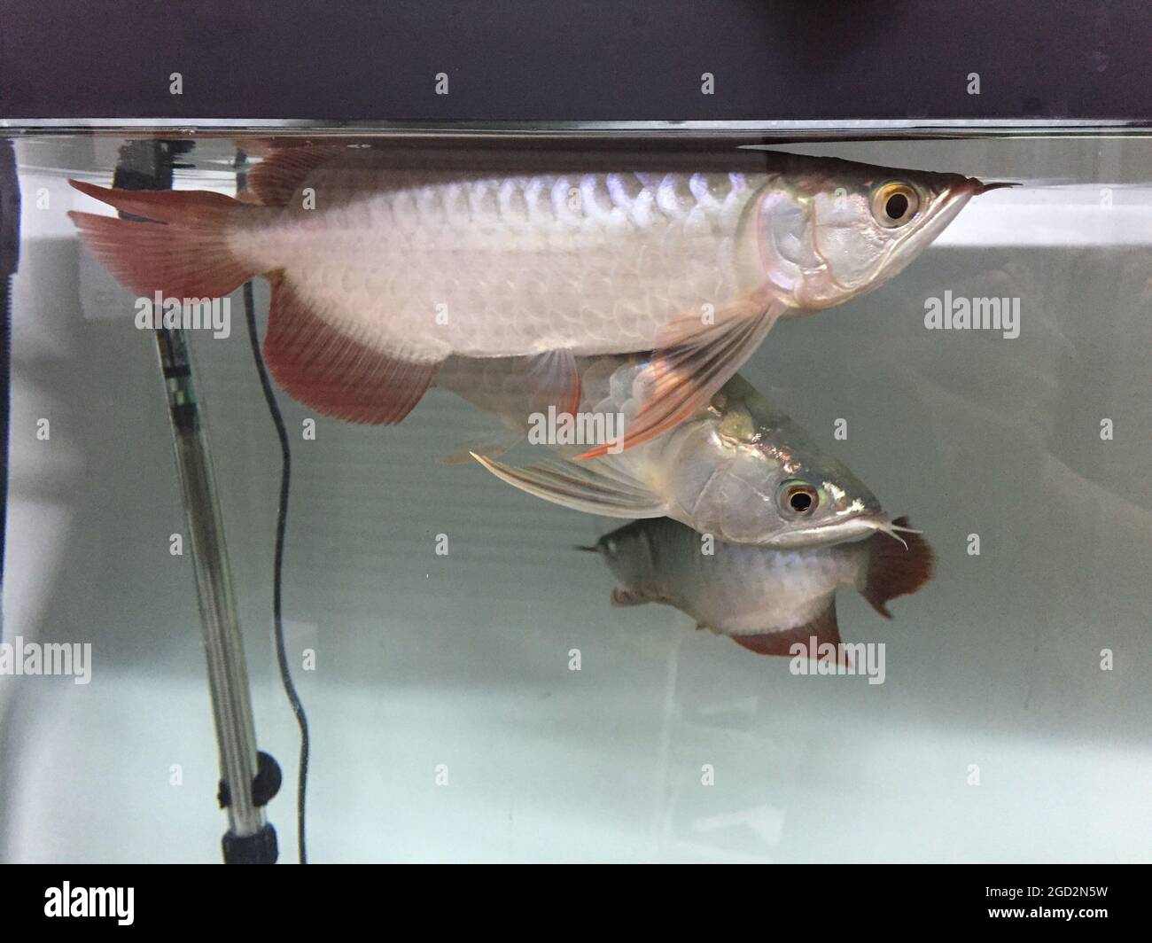 Asian arowana hi-res stock photography and images - Alamy