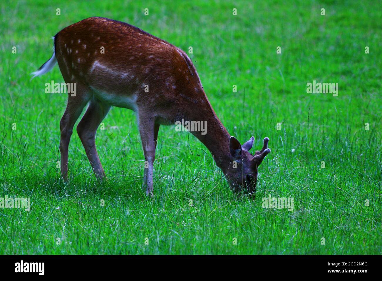 Sika deer japanese spotted feeding hi-res stock photography and images ...