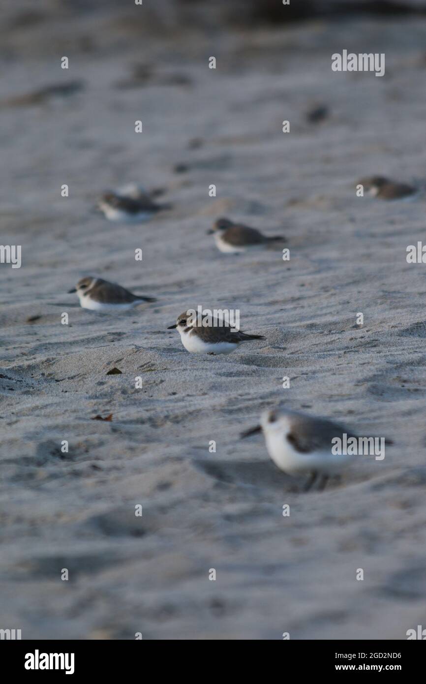 Western snowy plovers face into the wind at Sands Beach at Coal Oil ...