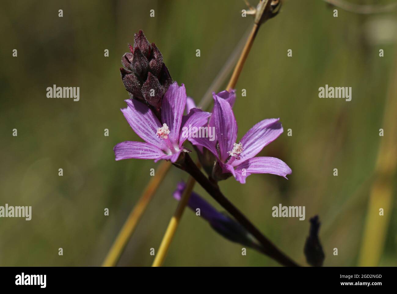 Sidalcea pedata hi-res stock photography and images - Alamy