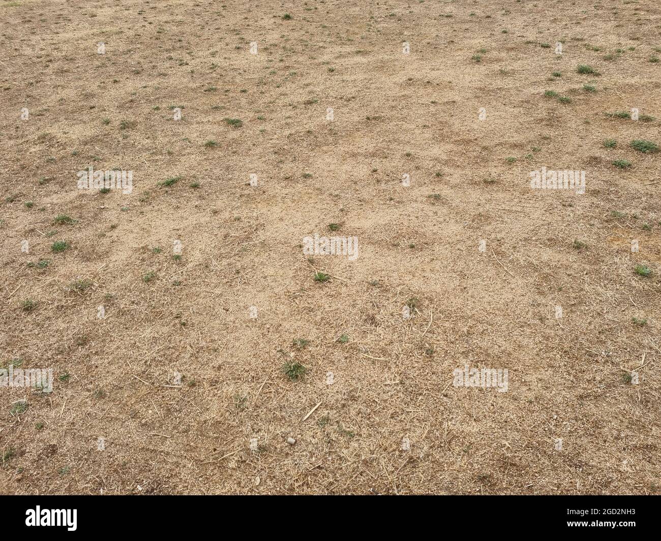 Closeup of a dried lawn with rare grass Stock Photo - Alamy