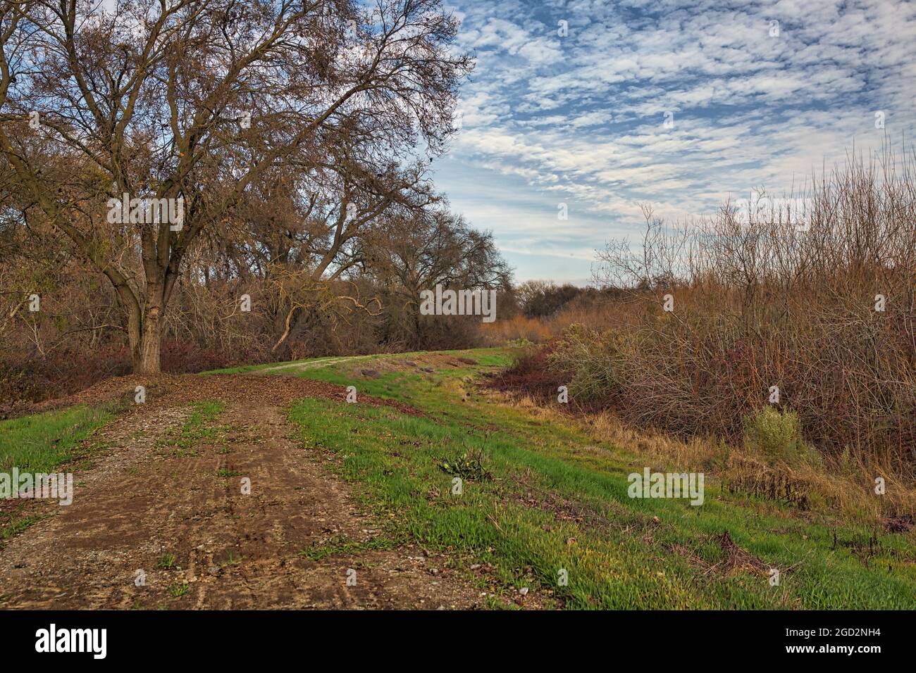 Riparian brush rabbit habitat hi-res stock photography and images - Alamy