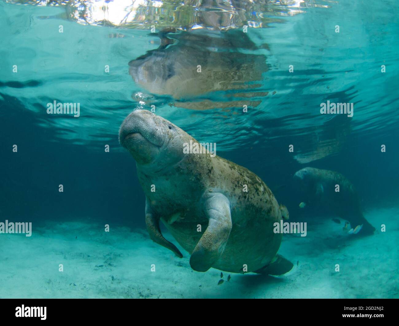 Round tailed trichechus hi-res stock photography and images - Alamy