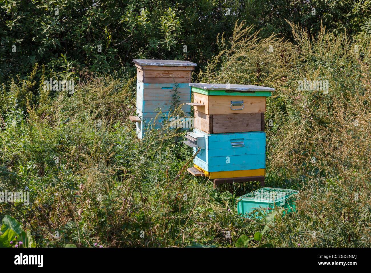 Two bee hives stand in the grass in the meadow. Bee hives in summer ...