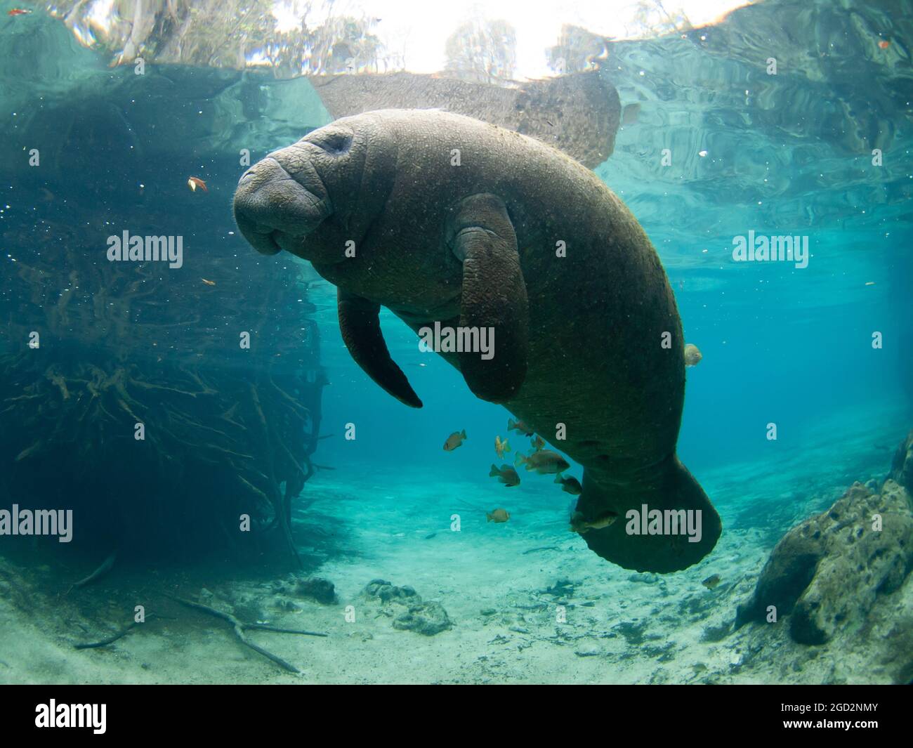 Manatee, Trichechus, Crystal River, Florida, USA Stock Photo - Alamy