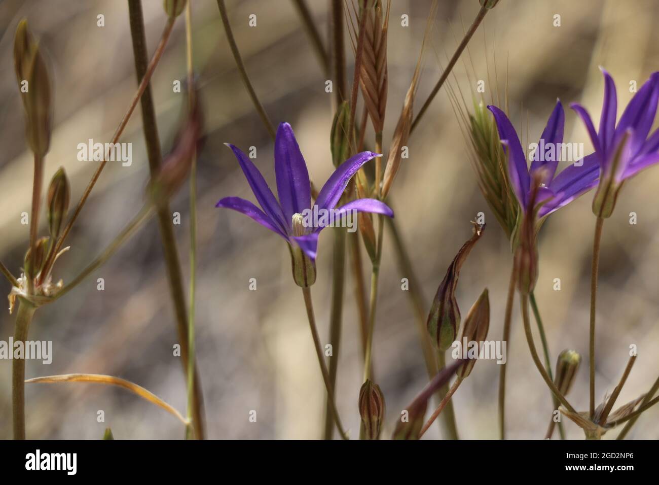 Thread-leaved brodiaea is listed as threatened under the Endangered ...