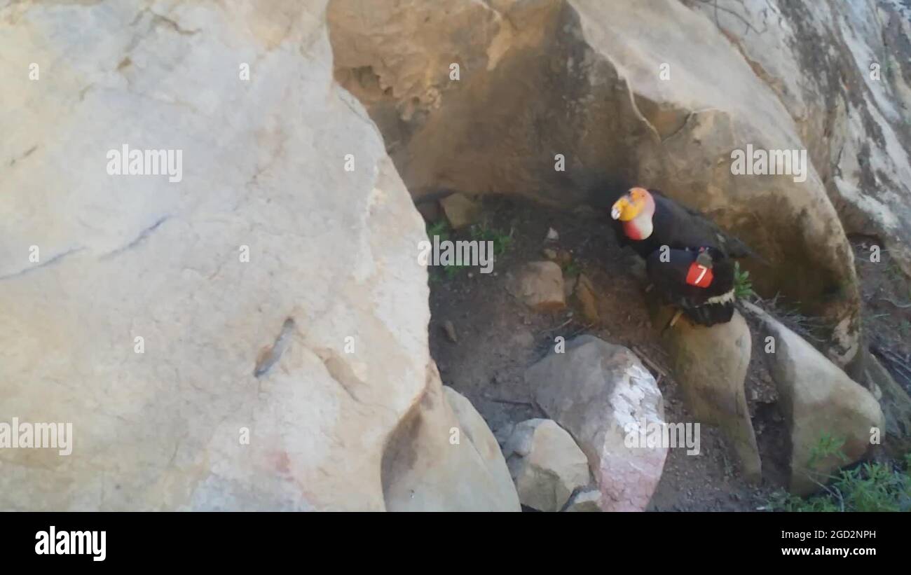 California condor nest hi-res stock photography and images - Alamy