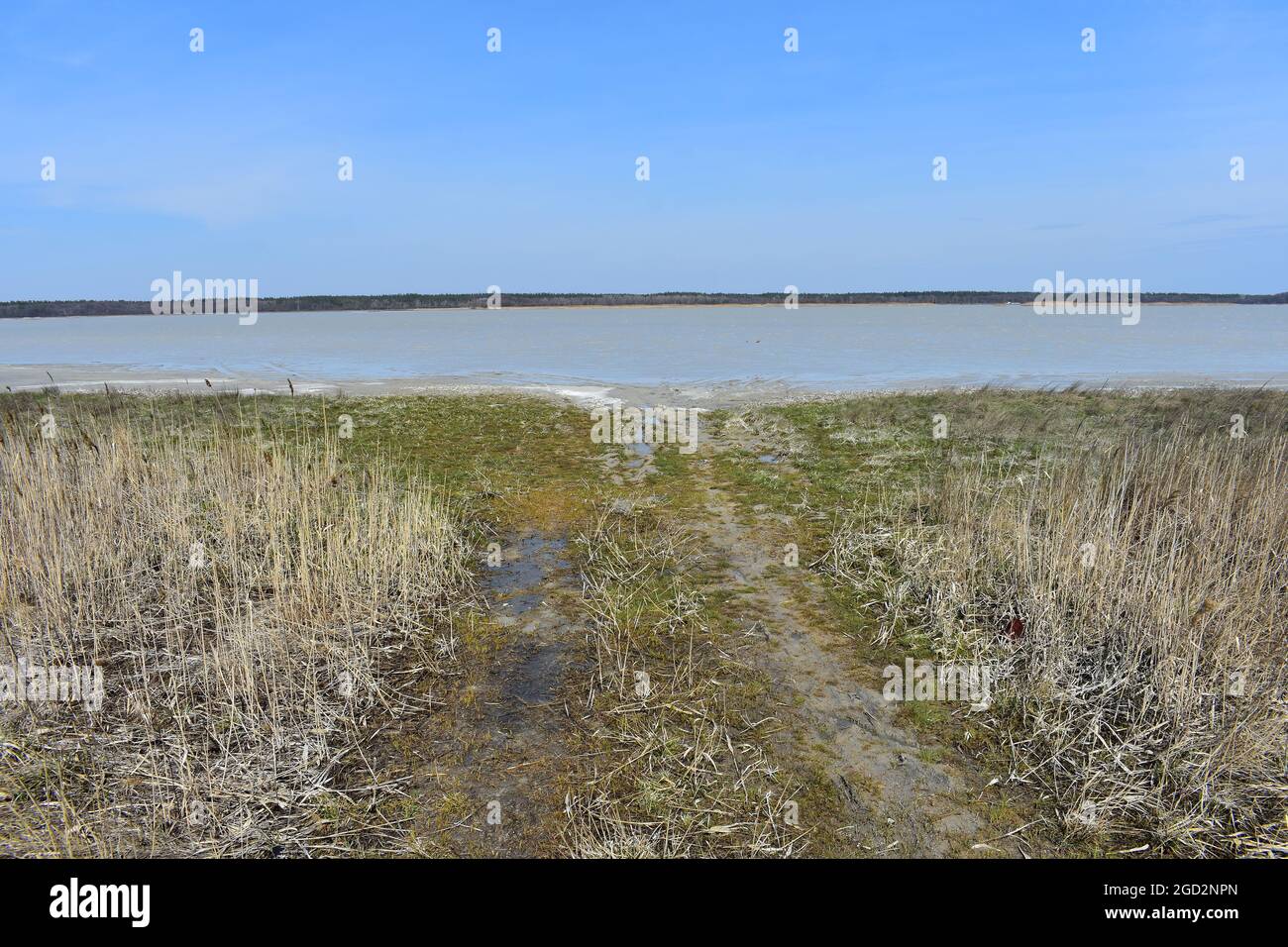 Reeds and other water plants hi-res stock photography and images - Alamy