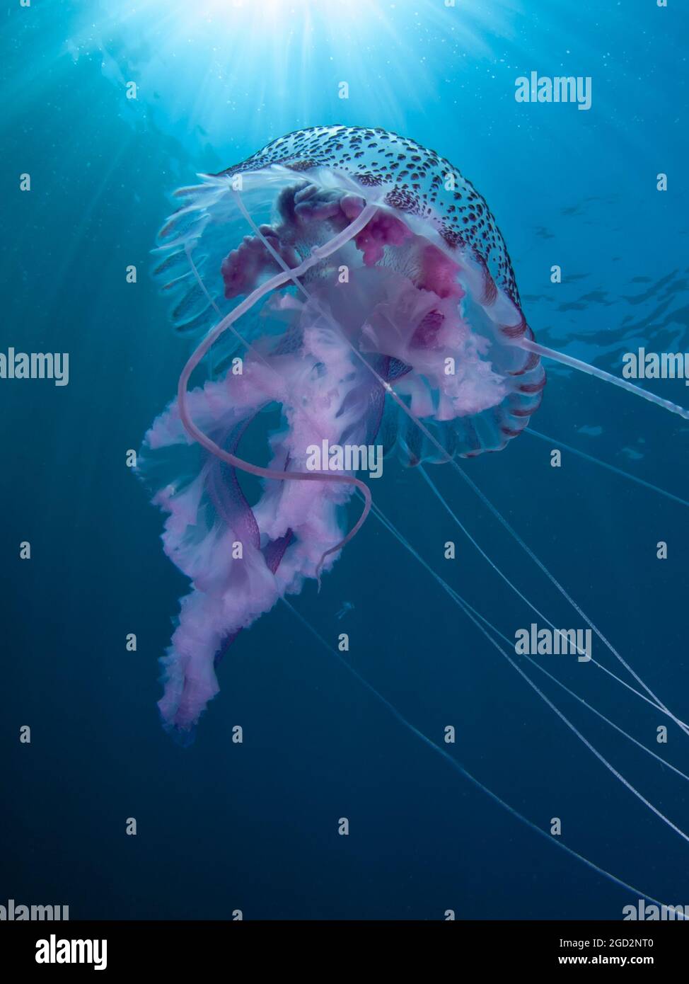 Luminous jellyfish (Pelagia noctiluca) in the Mediterranean Sea ...