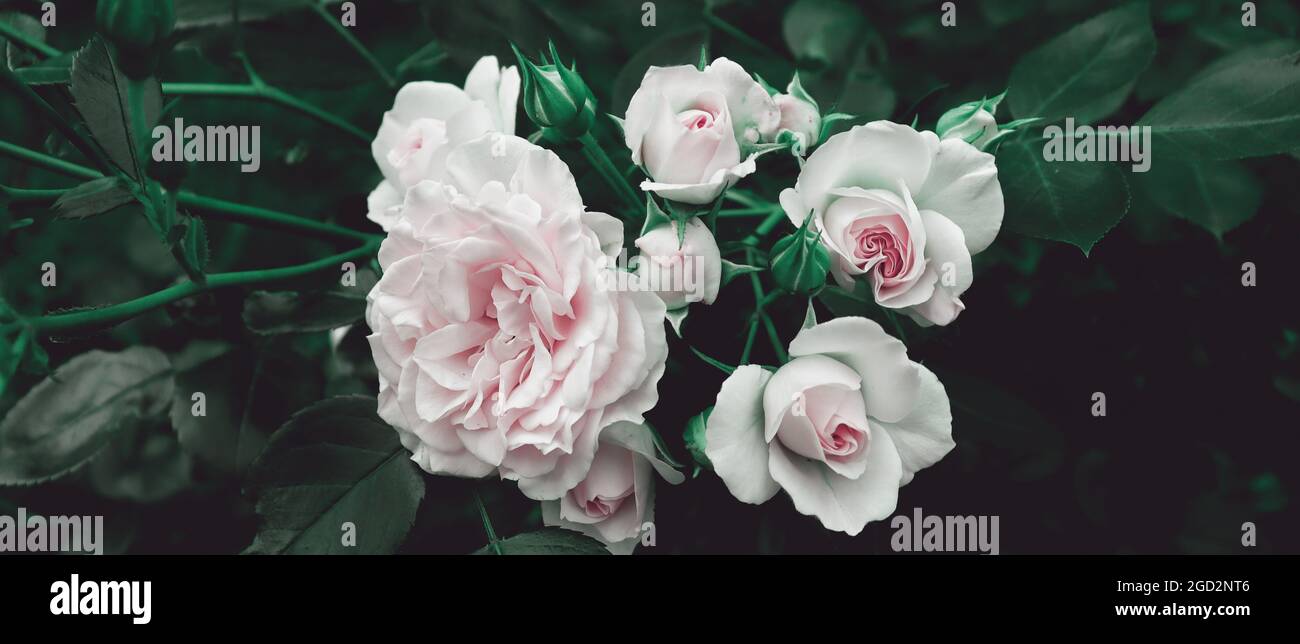 Romantic natural backdrop hi-res stock photography and images - Alamy