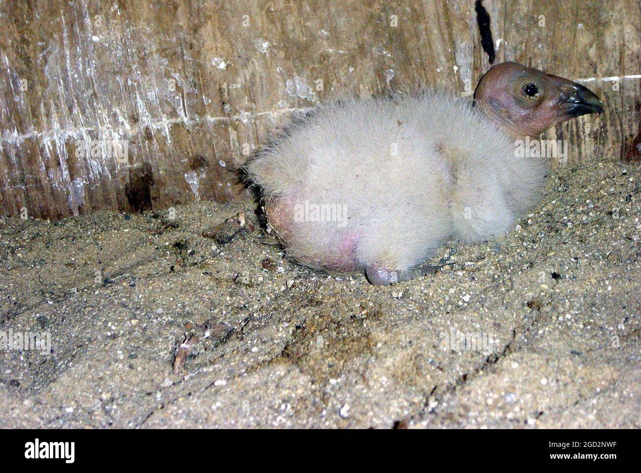 Old condor hi-res stock photography and images - Alamy