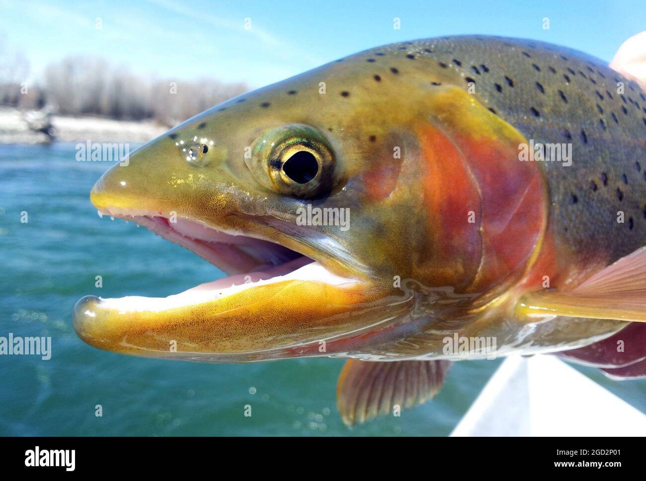 Close up of a rainbow trout (Oncorhynchus mykiss) ca. 3 April 2012 ...