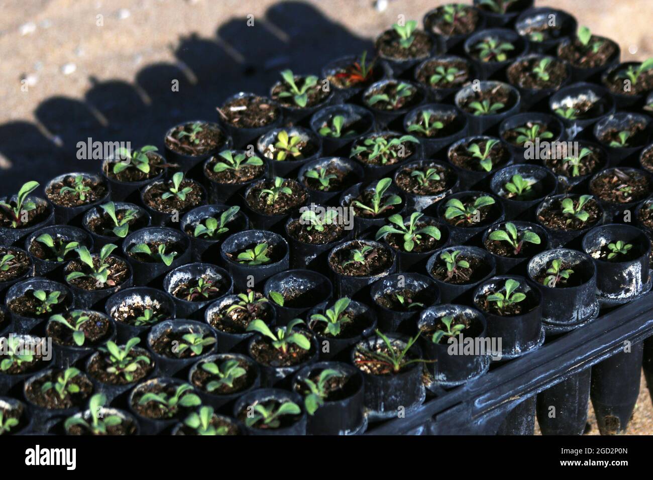 These tiny coastal dunes plants were grown at the Return of the Natives Greenhouse before being ...