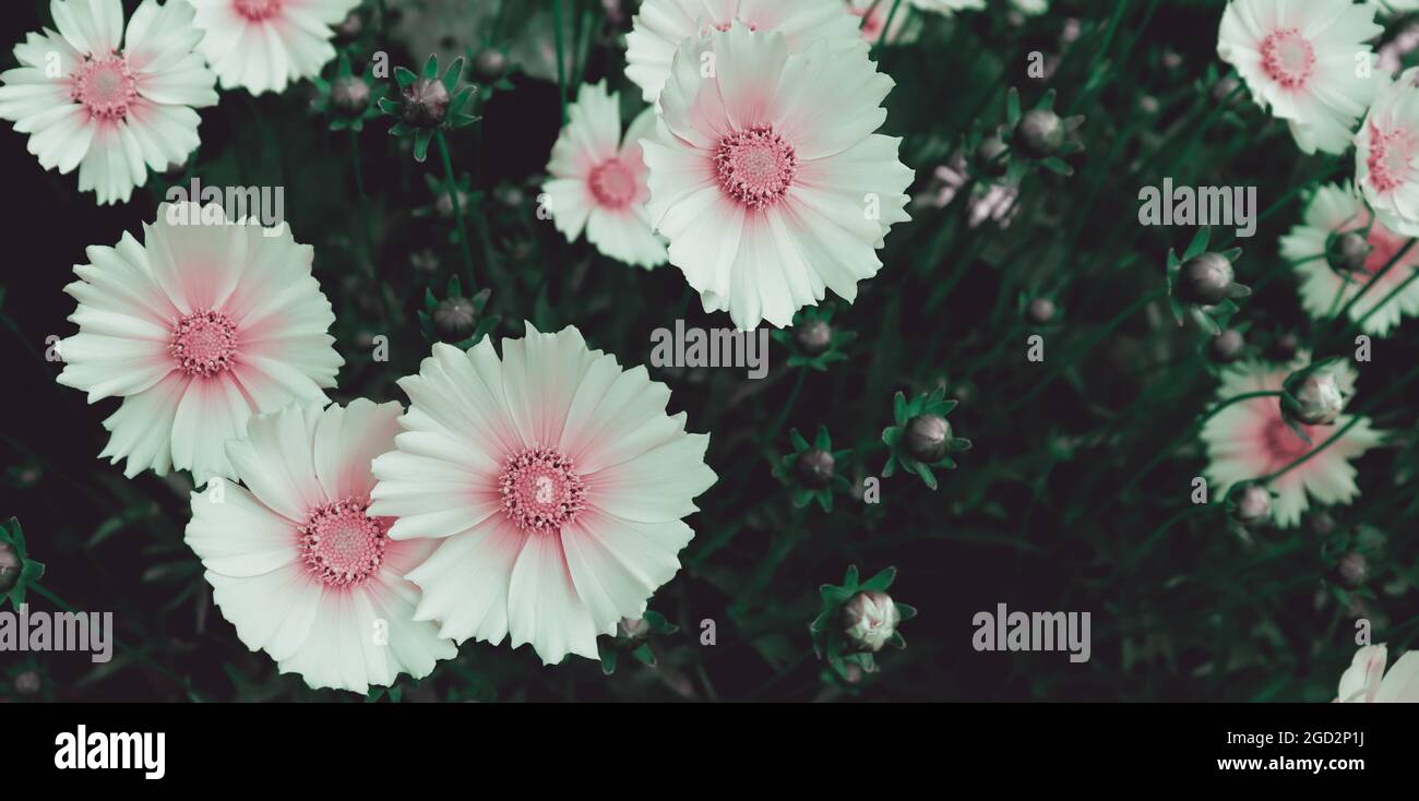 Beautiful romantic flowers texture. Nature background with blossom ...