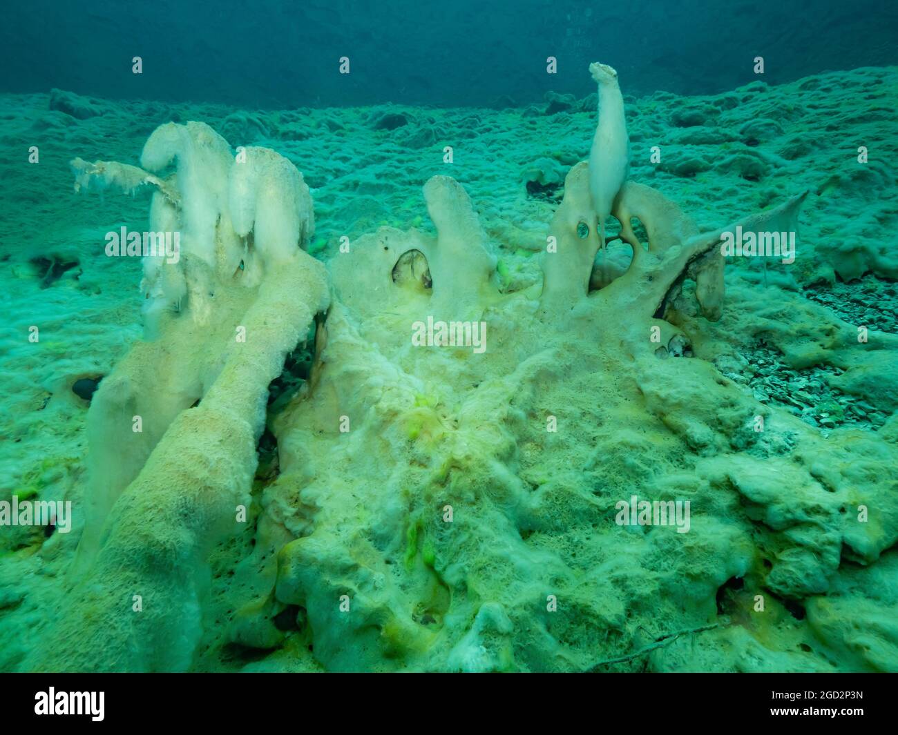 Freshwater algae in the shore area of a mountain lake , Tirol, Austria ...