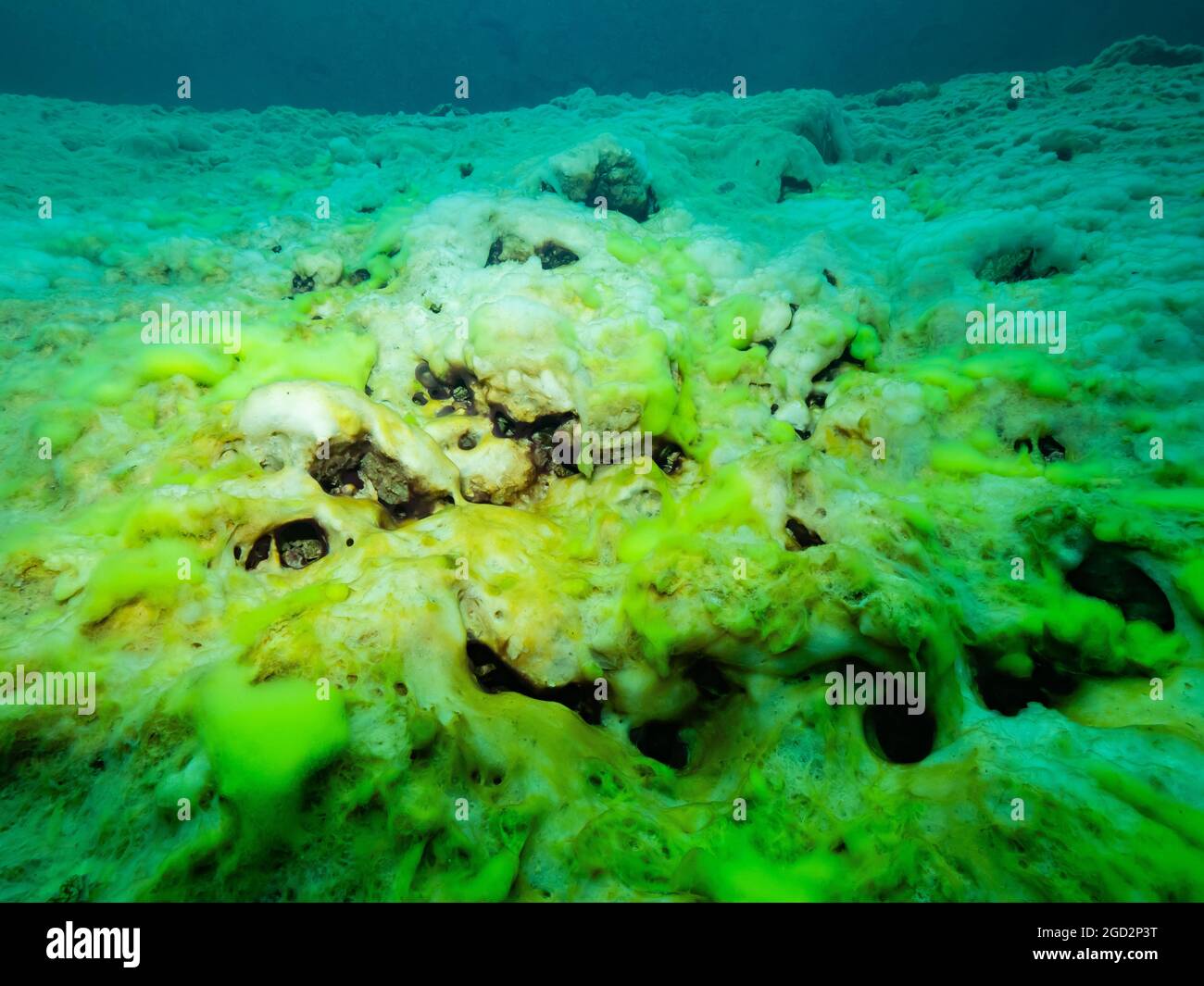 Freshwater algae in the shore area of a mountain lake , Tirol, Austria ...