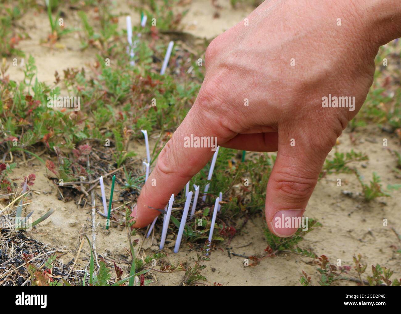 San fernando valley spineflower plant hi-res stock photography and ...