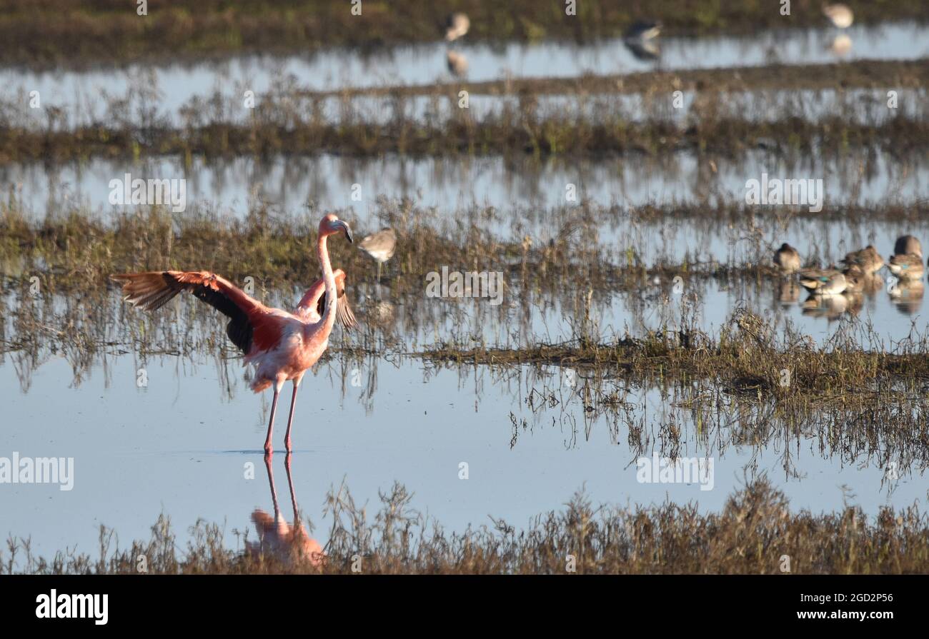 A flamingo flapping its wings ca. 27 February 2017 Stock Photo - Alamy