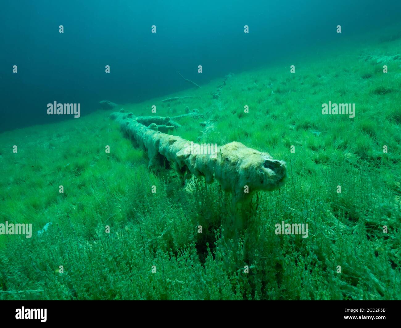 Tree trunks underwater overgrown with freshwater algae , Good ...