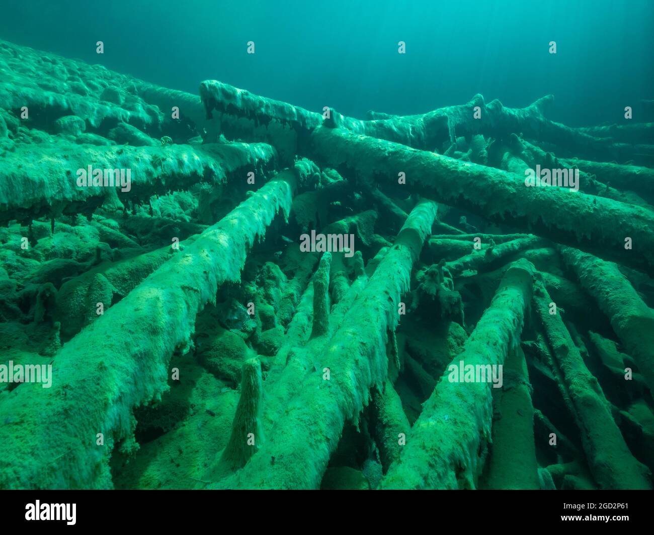 Tree trunks underwater overgrown with freshwater algae , Good ...