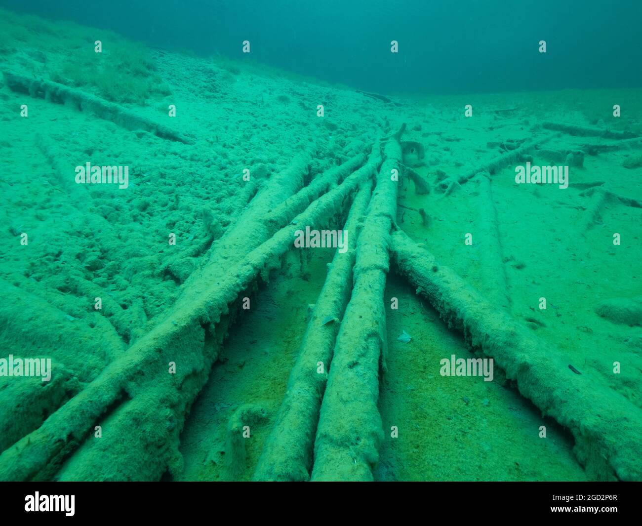 Tree trunks underwater overgrown with freshwater algae , Good ...