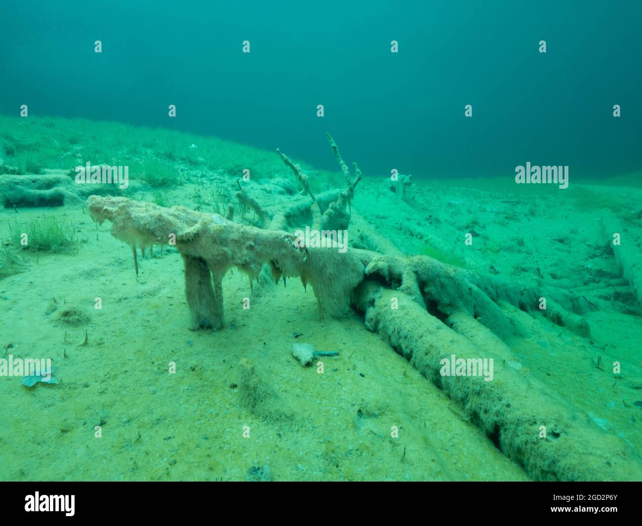 Tree trunks underwater overgrown with freshwater algae , Good ...