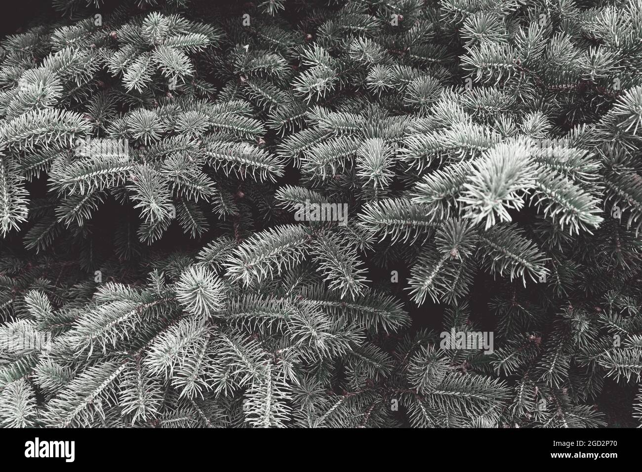 Beautiful green fir-tree texture. Art design decor for holiday ...