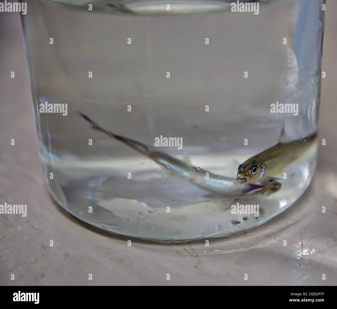 The endangered Delta smelt Stock Photo - Alamy