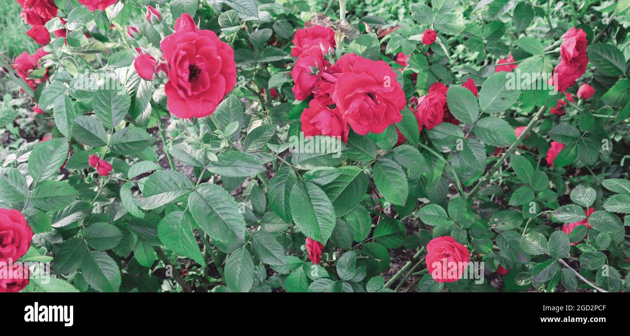 Beautiful flowers in garden. Delicate blossom flower background. Nature ...