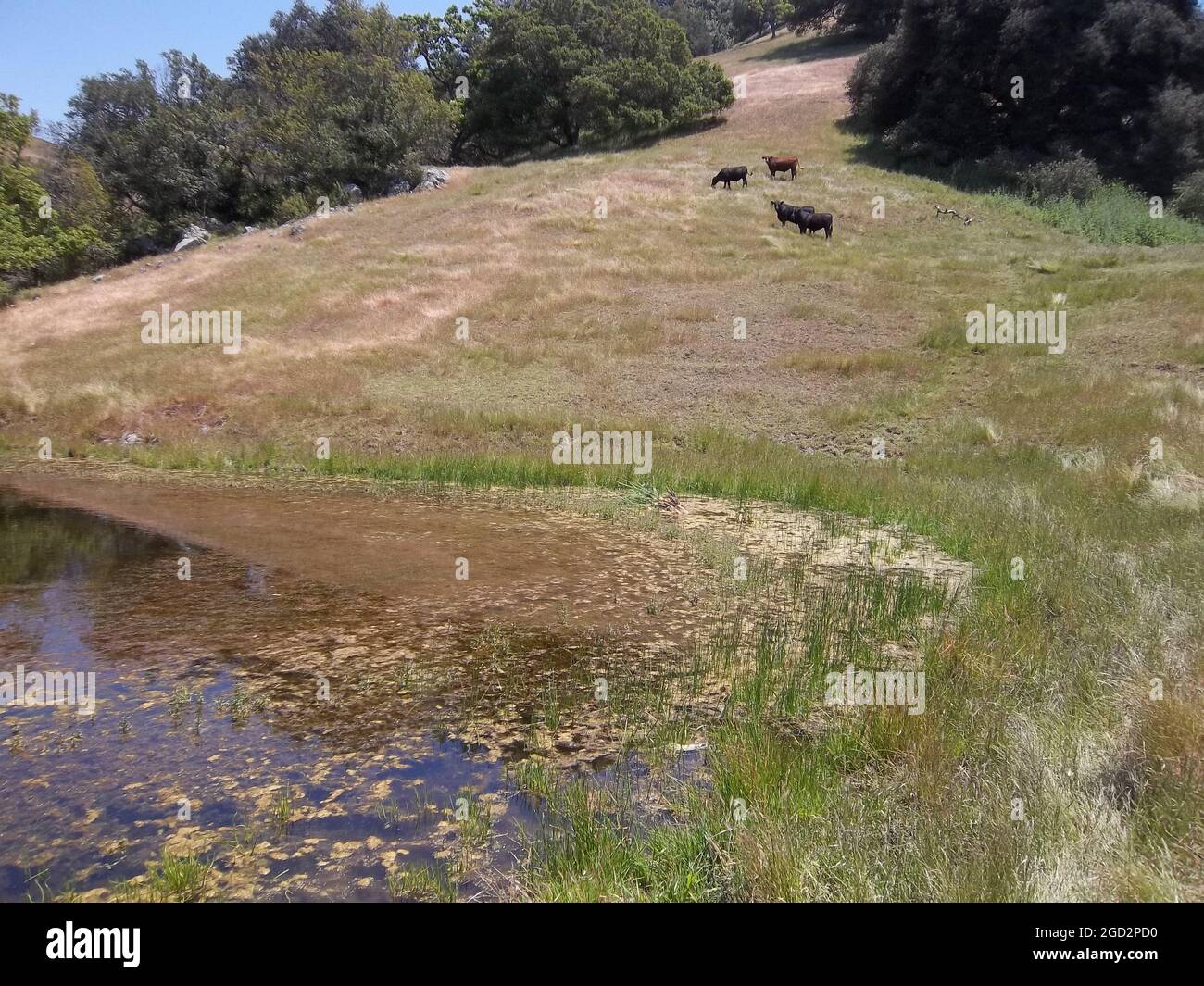 Important habitat hi-res stock photography and images - Alamy