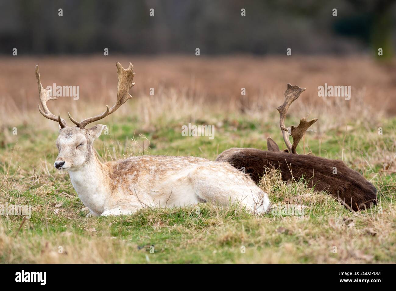Spring deer hi-res stock photography and images - Alamy