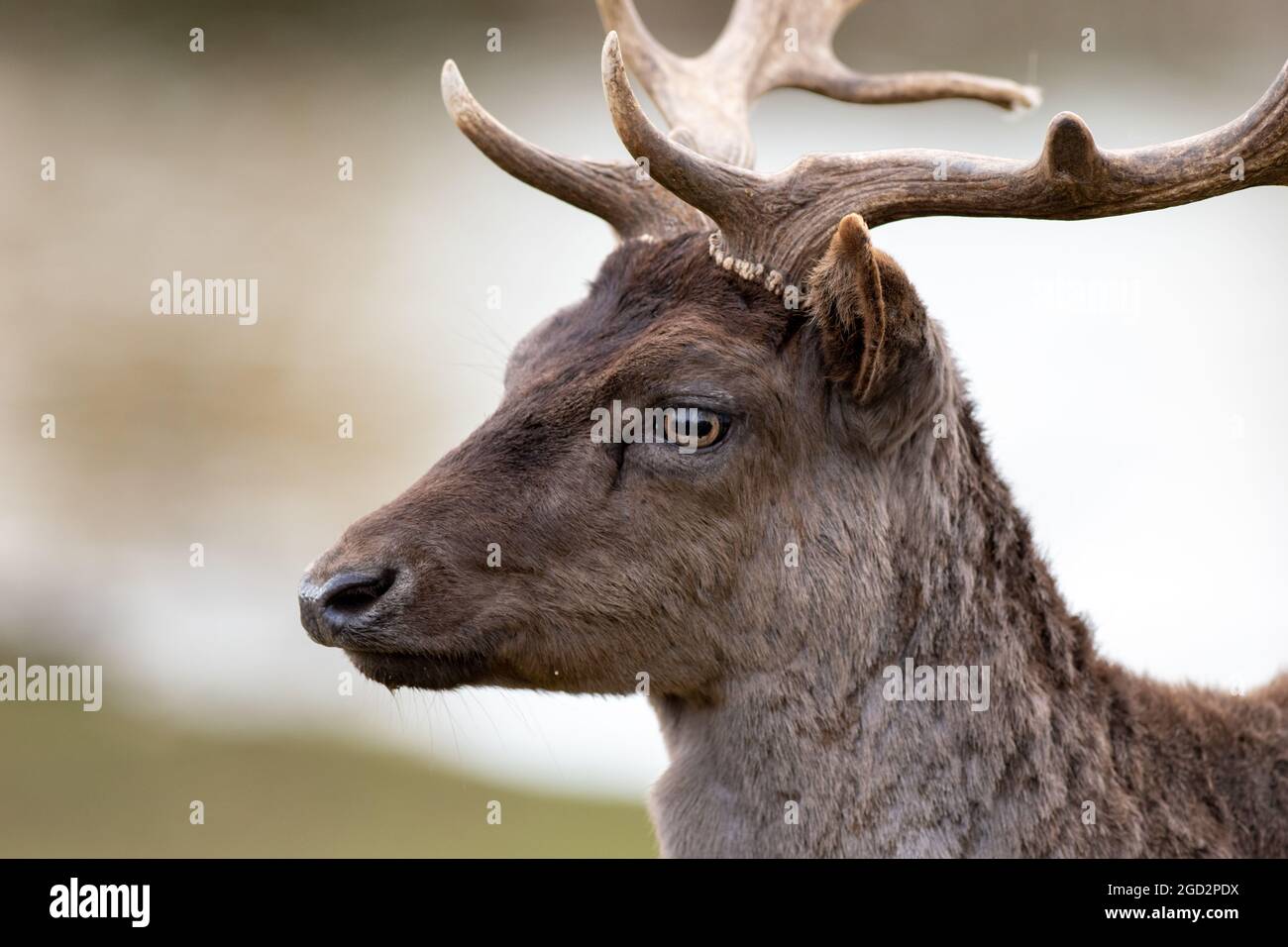 Spring deer hi-res stock photography and images - Alamy