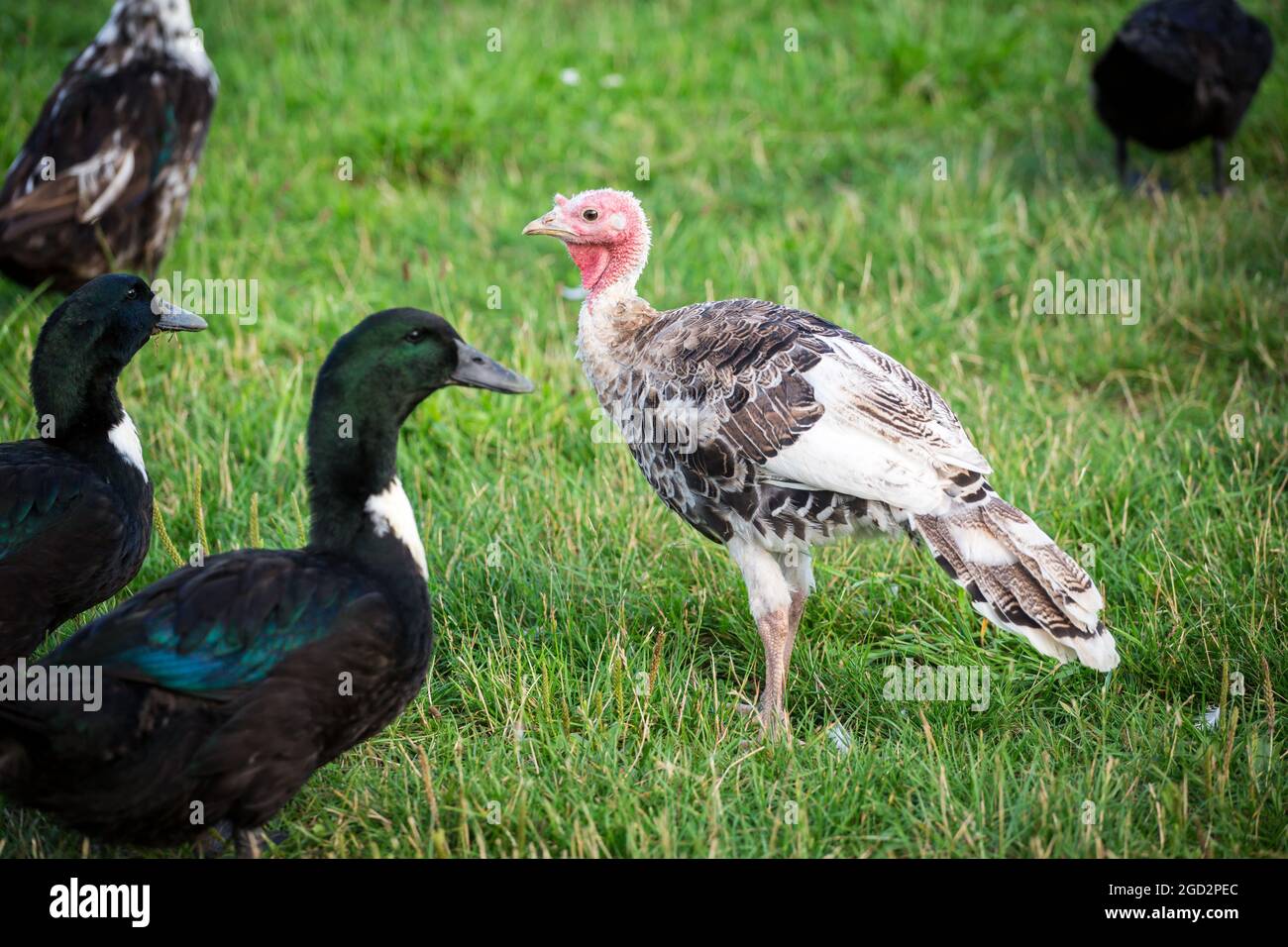 Young free range turkey Stock Photo - Alamy