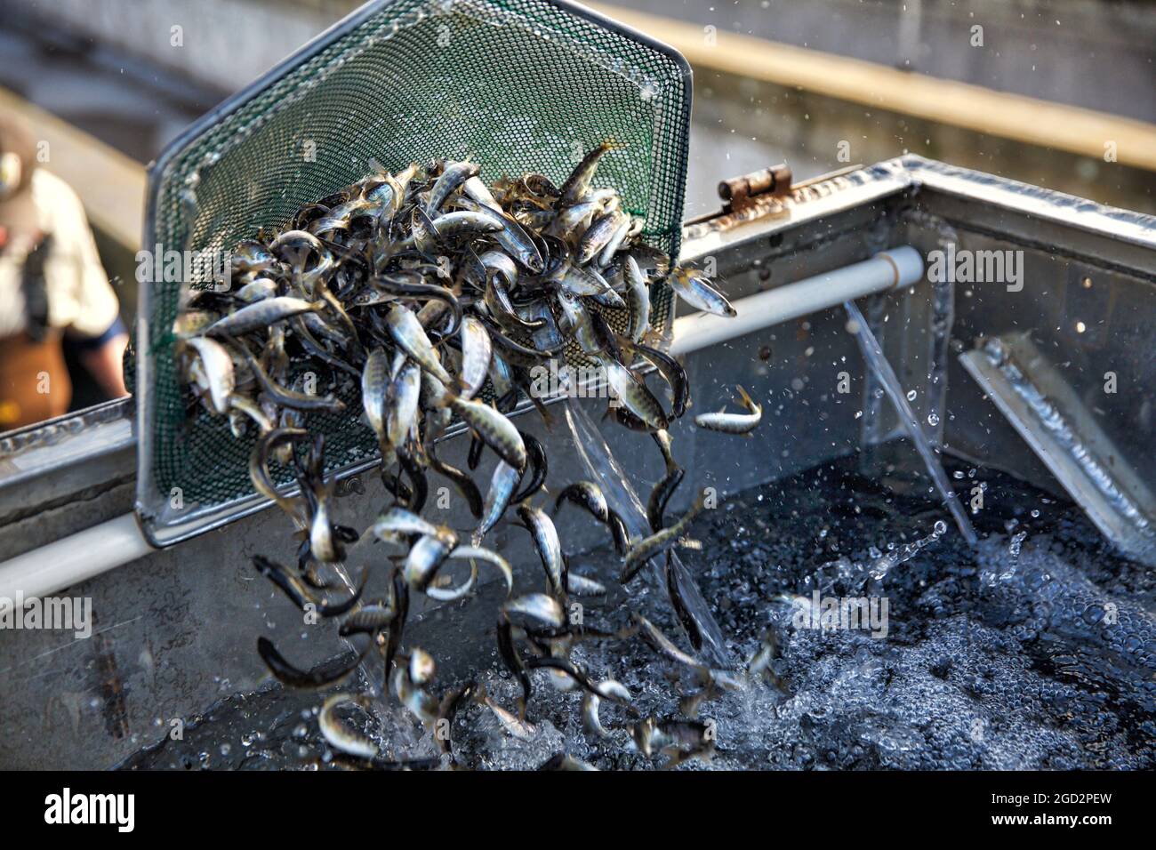 Juvenile fish release hi-res stock photography and images - Alamy