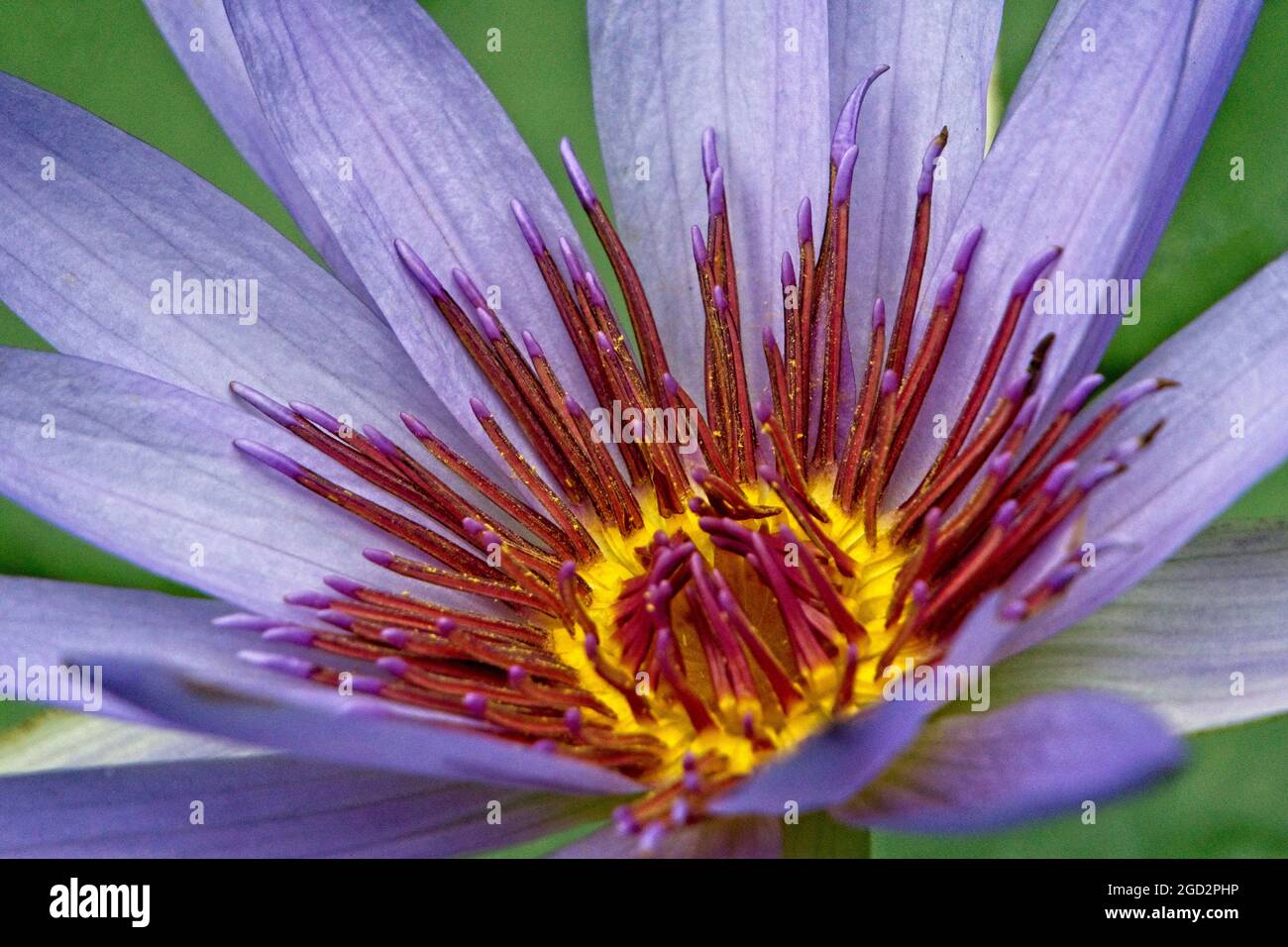 emergent vegetation Calgary Zoo Alberta Stock Photo - Alamy