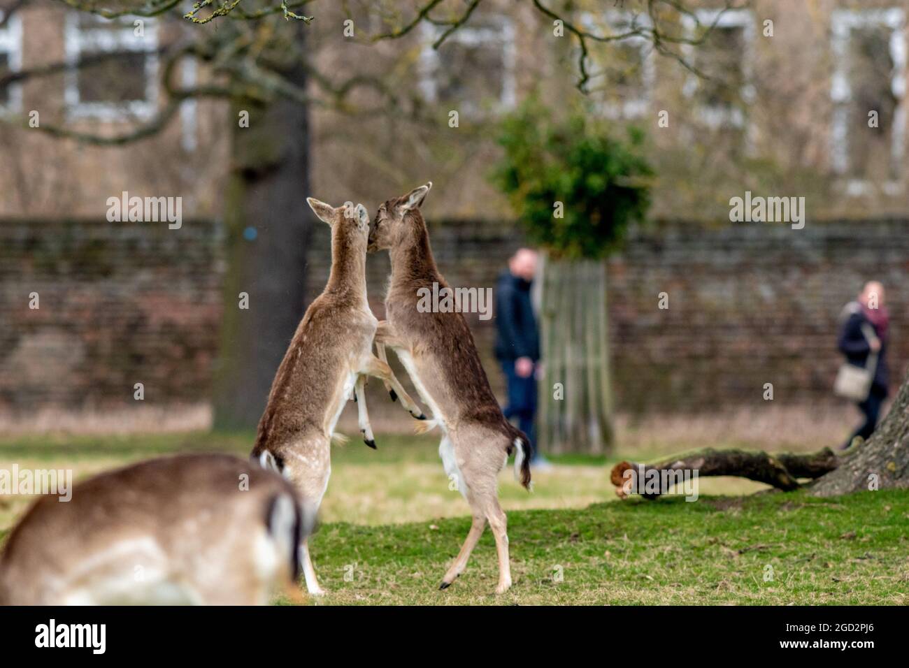British deer hi-res stock photography and images - Alamy
