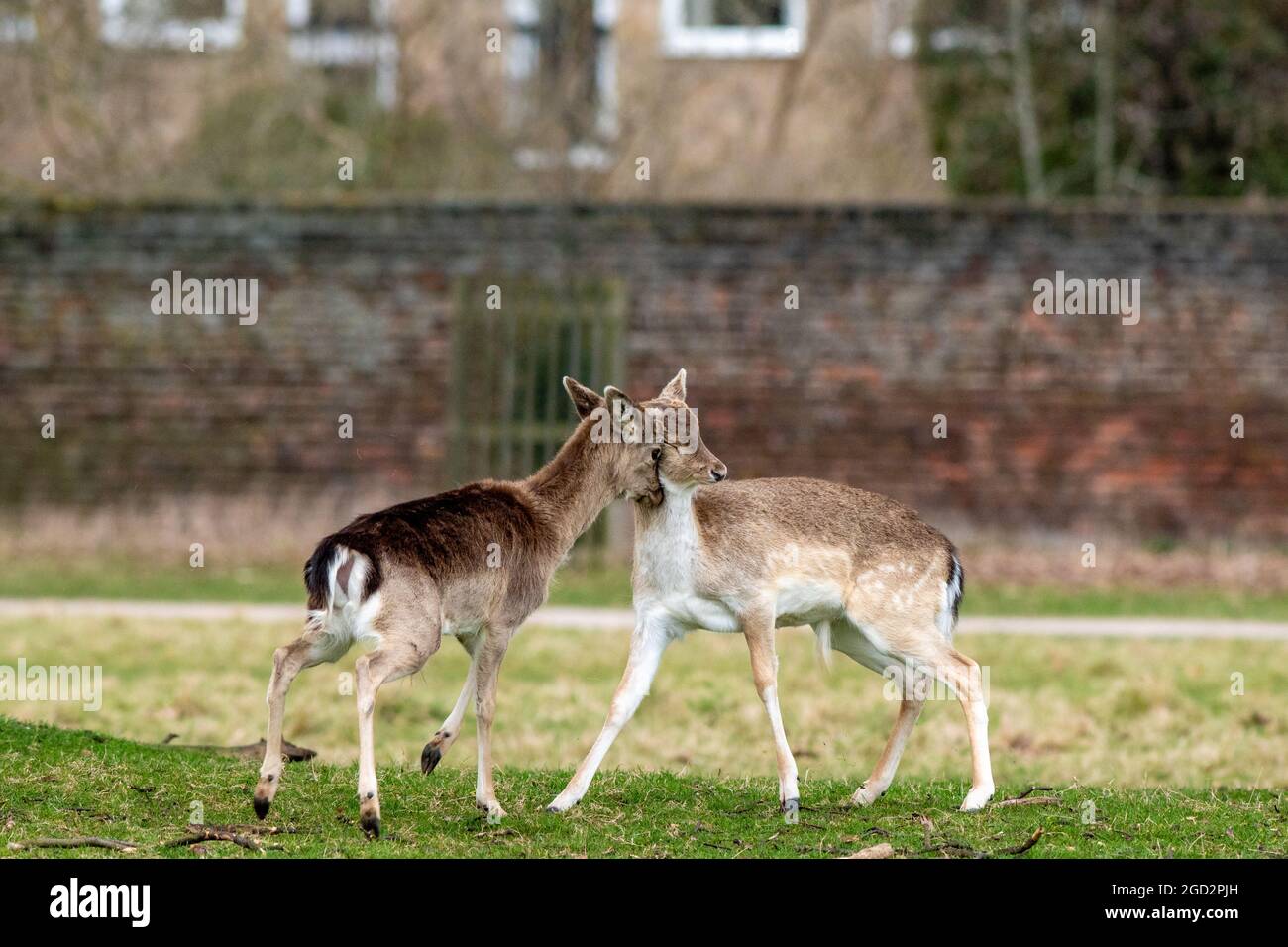 British deer hi-res stock photography and images - Alamy