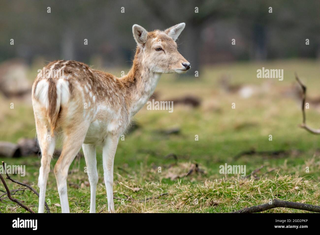 Spring deer hi-res stock photography and images - Alamy
