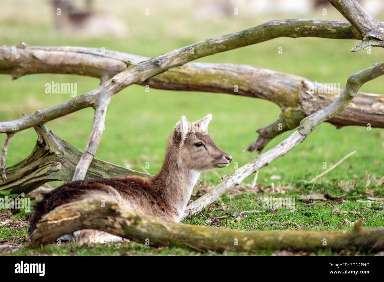 Bushy park spring deer hi-res stock photography and images - Alamy