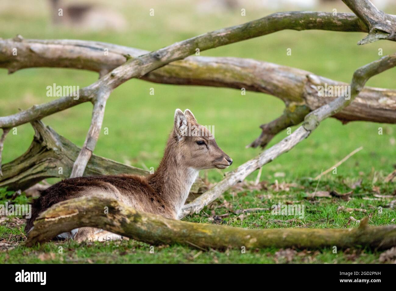 Spring deer hi-res stock photography and images - Alamy