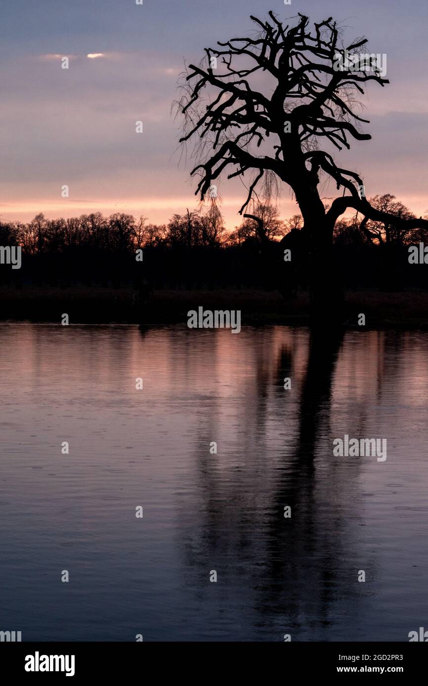 Tree line sunset uk hi-res stock photography and images - Alamy
