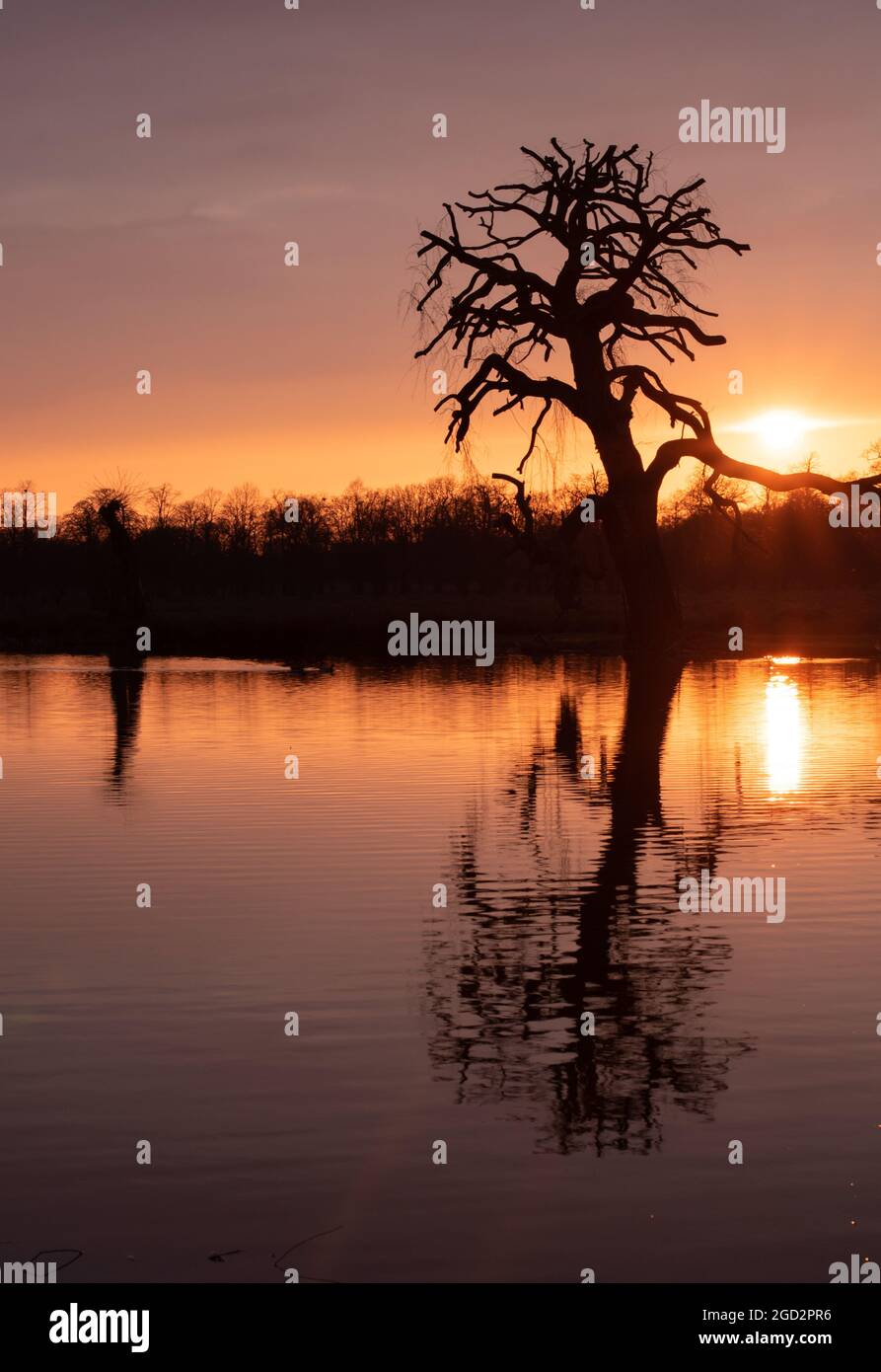 Tree in bushy park hi-res stock photography and images - Alamy