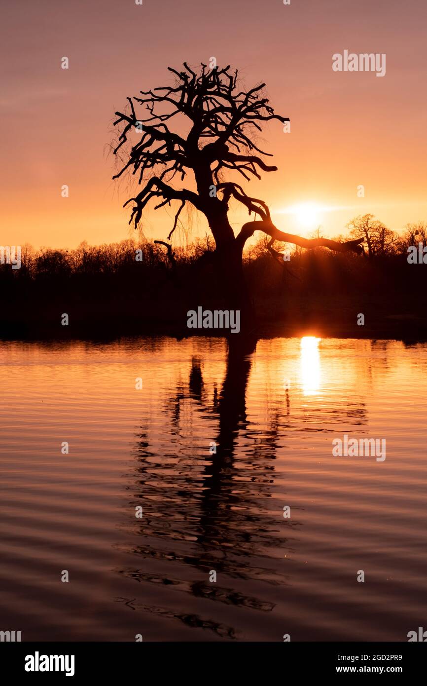 Tree silhouettes in sunset hi-res stock photography and images - Alamy